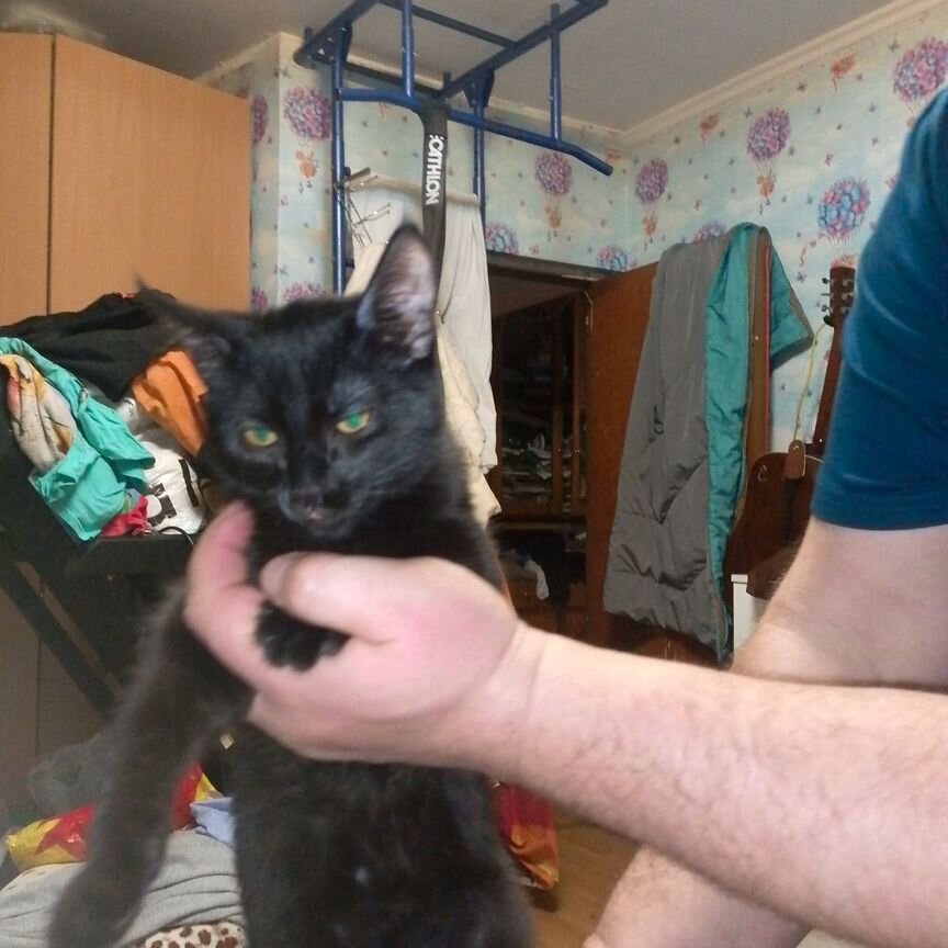 Котята в добрые руки бесплатно девочка