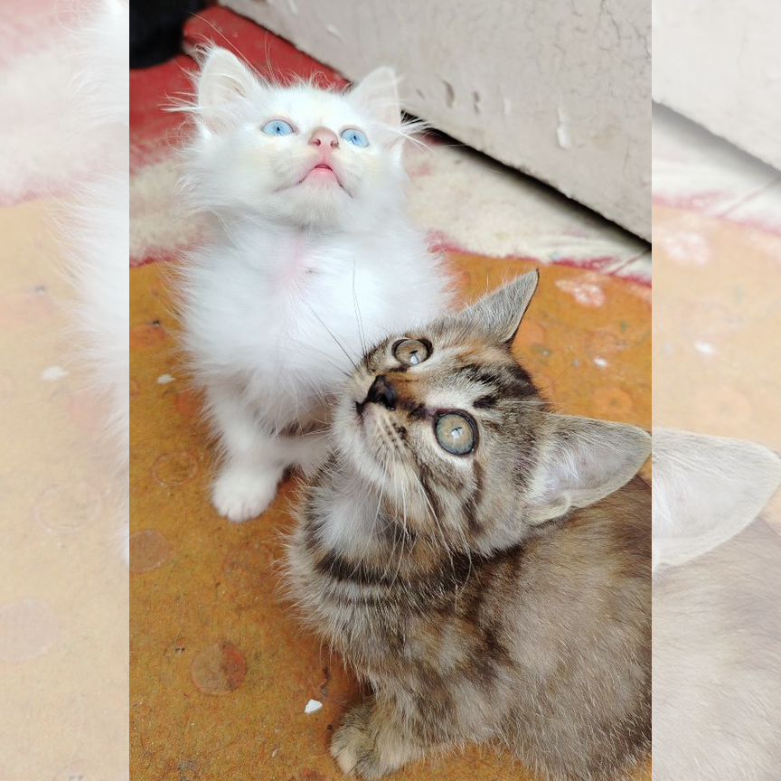Котята в добрые руки