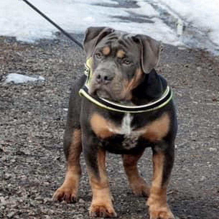 Американский булли вязка