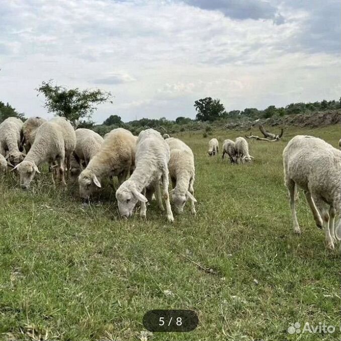 Овцы меринос