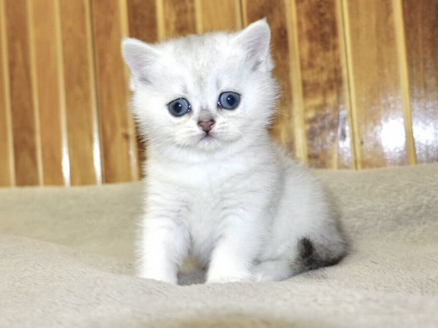 Шотландская короткошерстная страйт