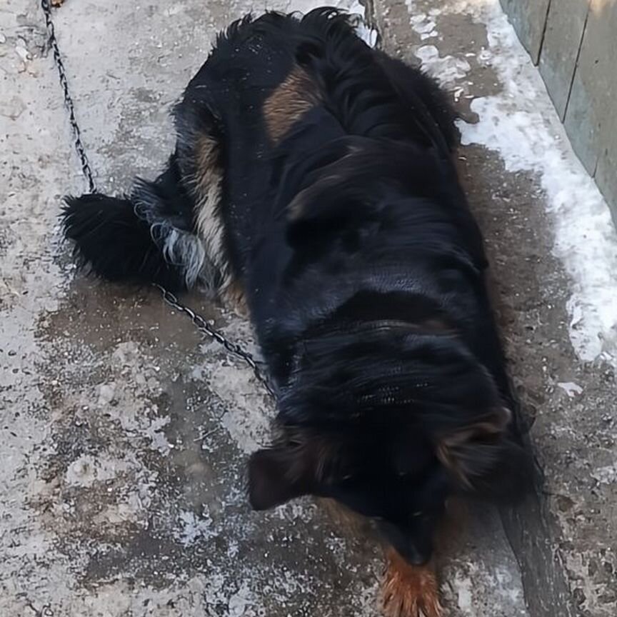 Немецкая овчарка, взрослая собака