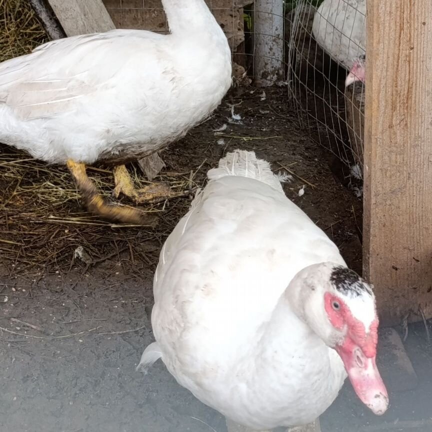 Мускусные утки