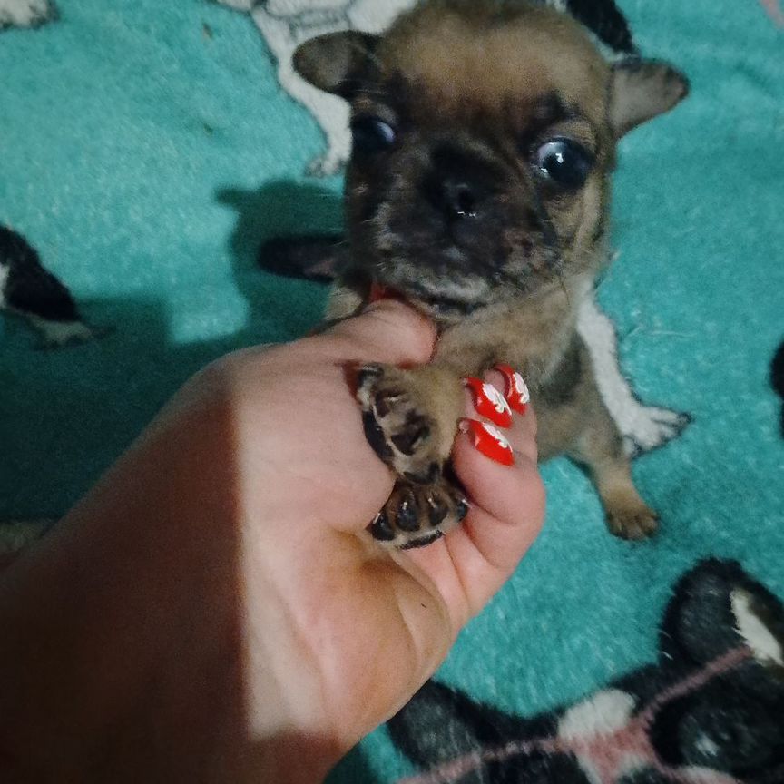 Мопс, щенок