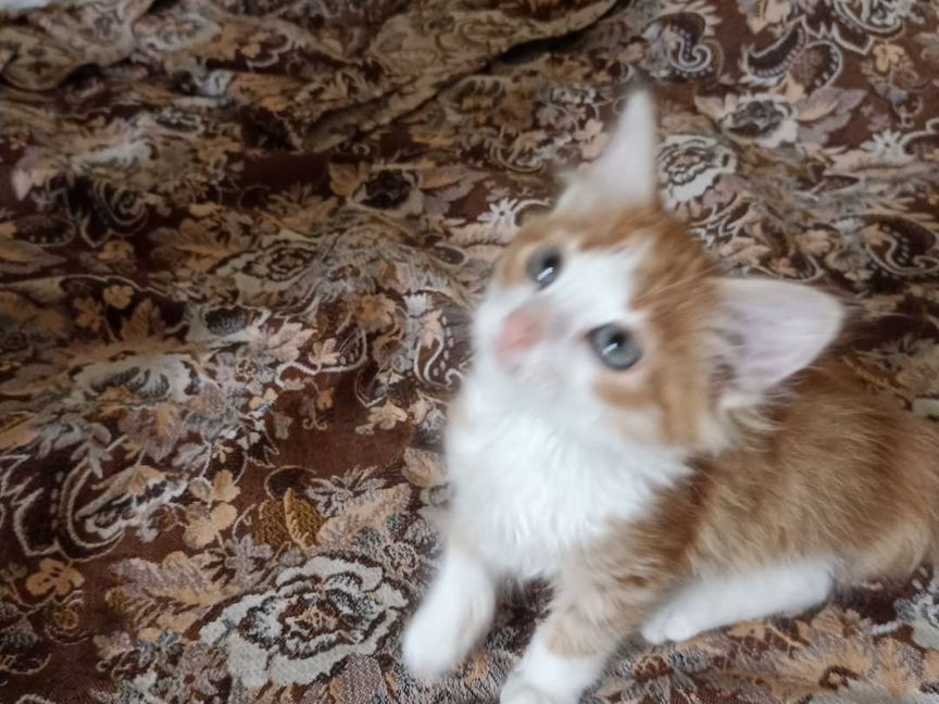 Котëнок в добрые руки