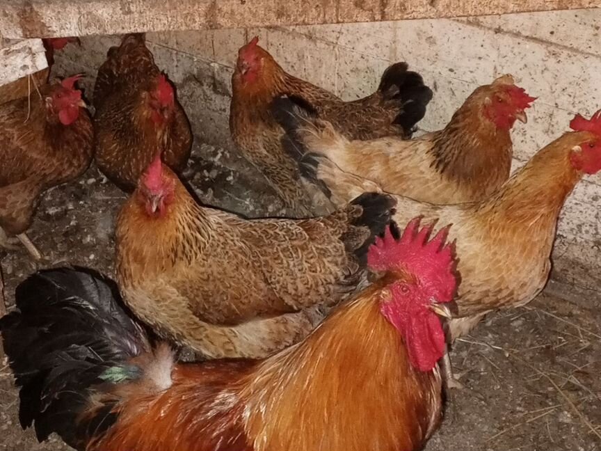 Куры(бронь до 24 июля, вечер)