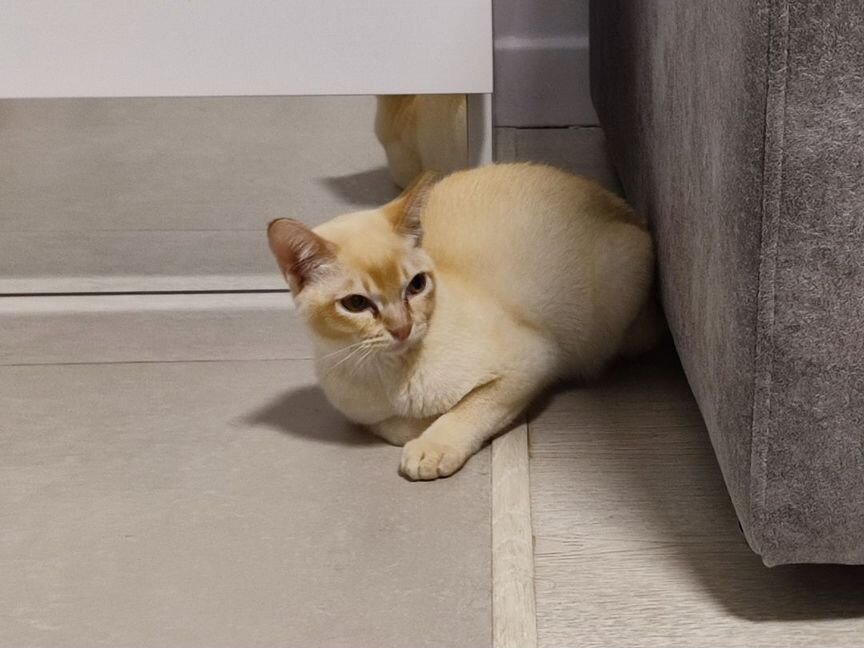 Бурманские котята