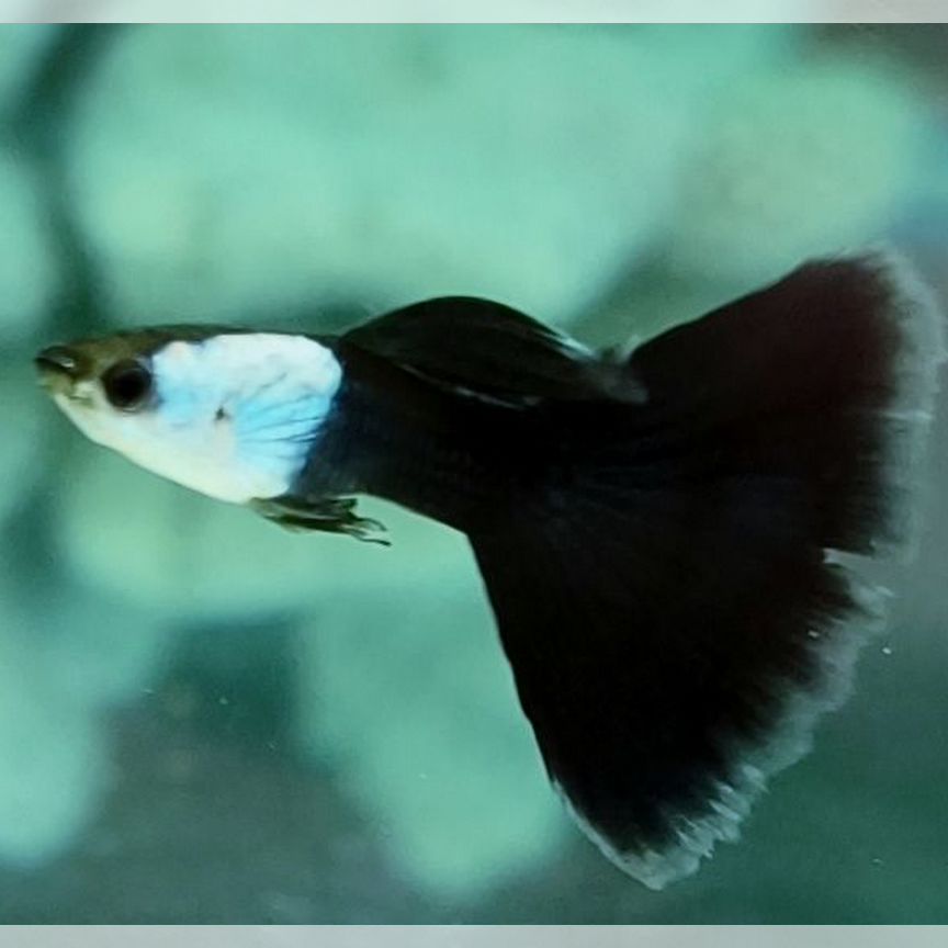 Гуппи Silverado Total Black, чистая линия