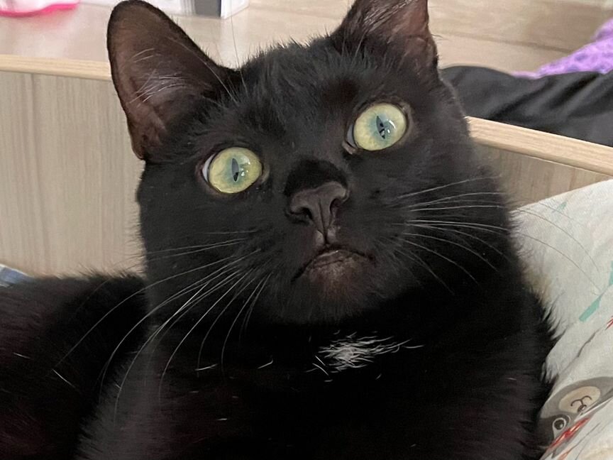 Кошка котенок 10 месяцев
