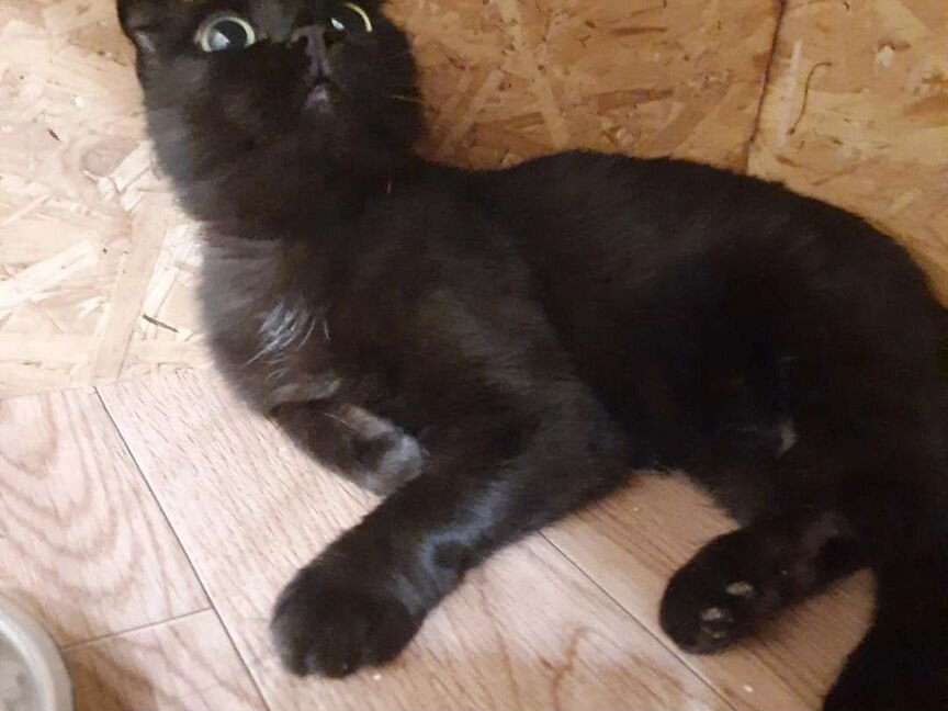 Кошечка