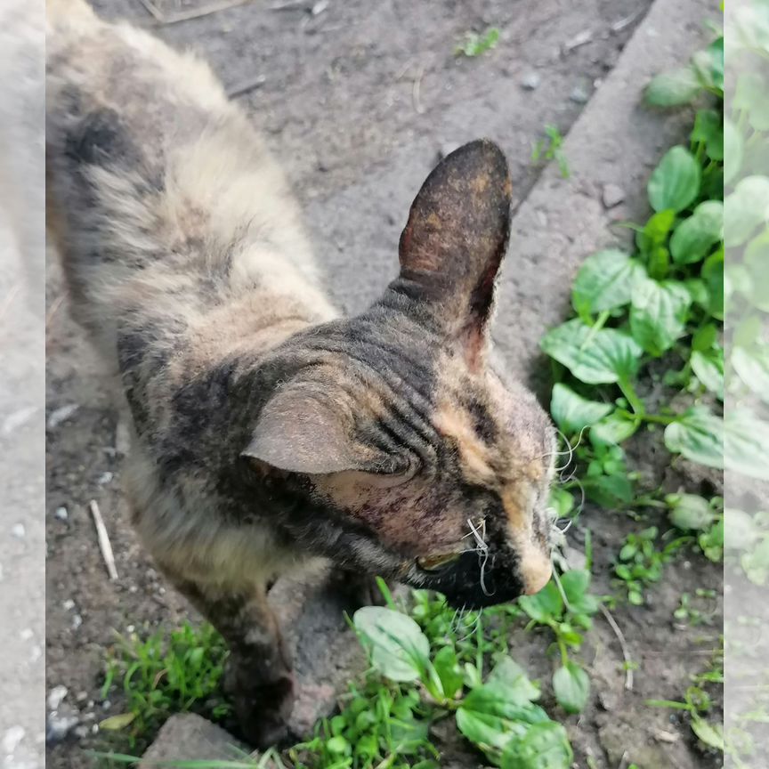 Донской сфинкс, взрослая кошка