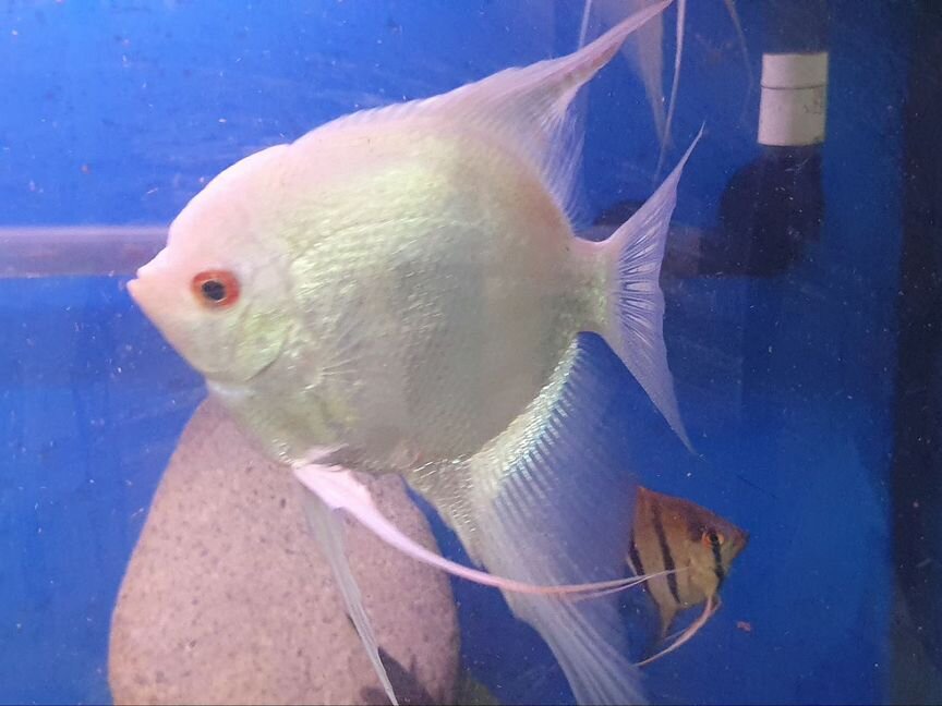 Скалярии болгарские жемчужины и манакаруру