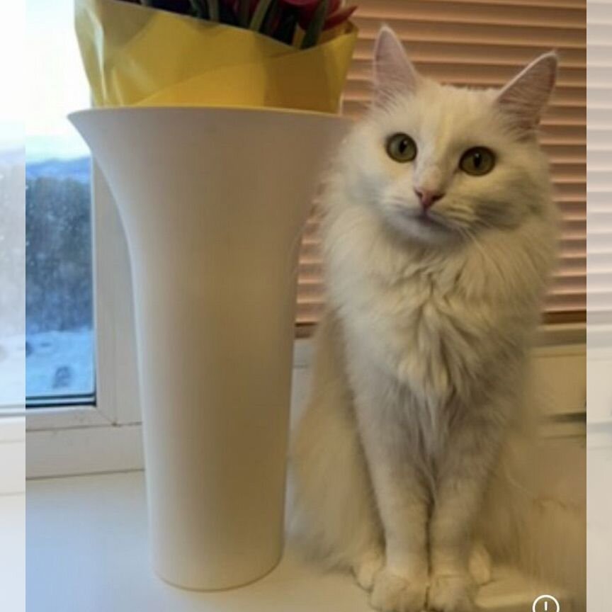 Взрослая, Девочка кошка в добрые руки