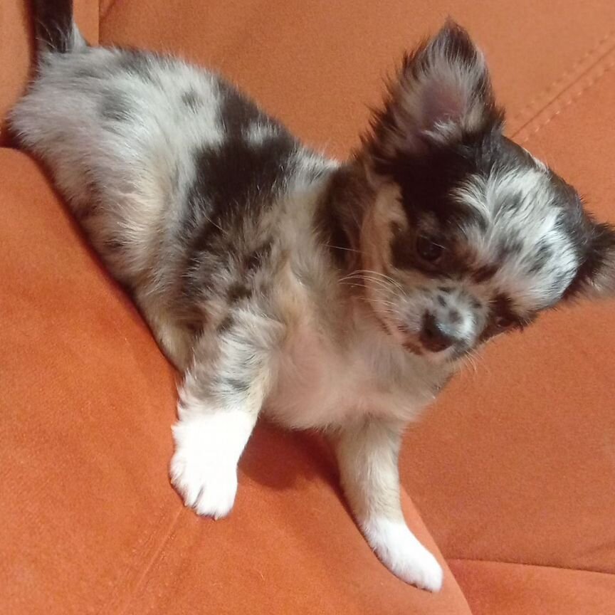 Чихуахуа, щенок