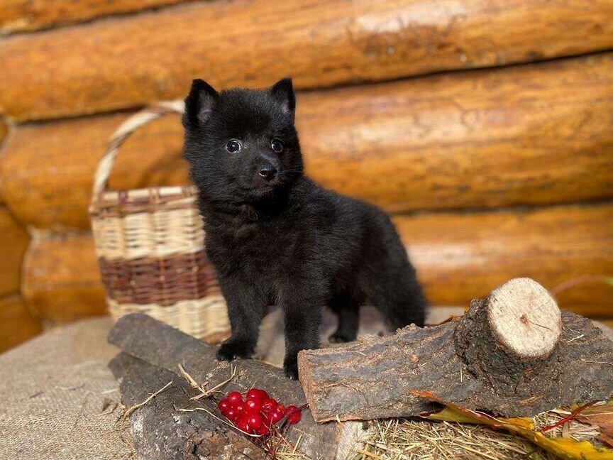 Шипперке питомник предлагает