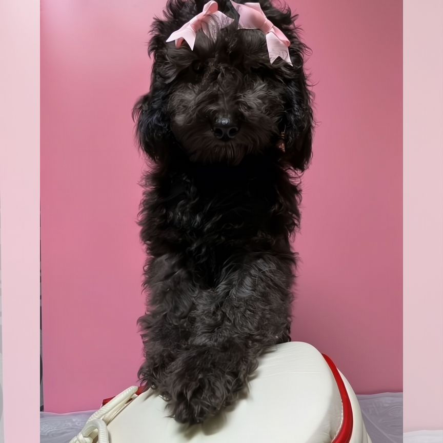 Той-пудель, щенок