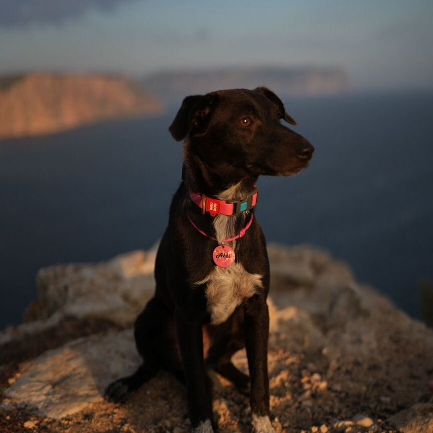 Умный щенок в добрые руки