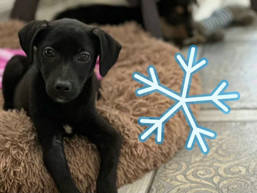 Щенок малышка ищет дом