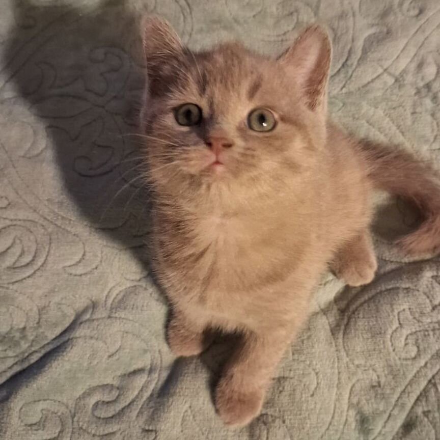 Шотландский котик