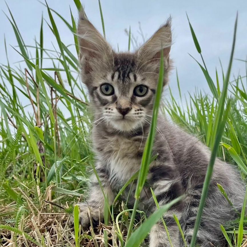 Мейн-кун котёнок