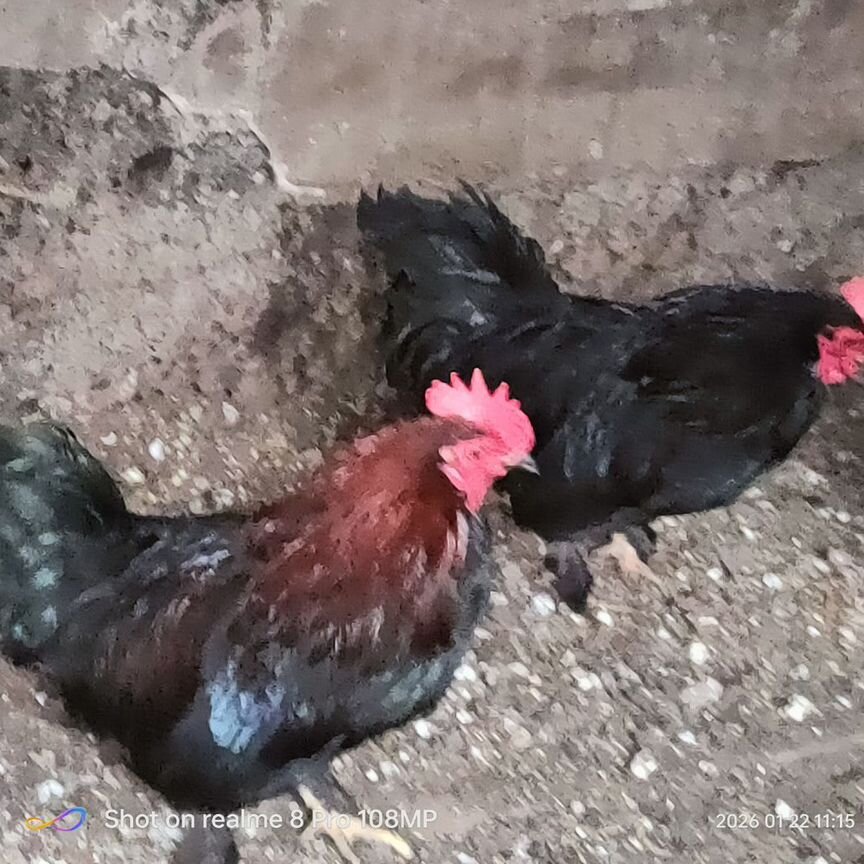 Молодые петухи