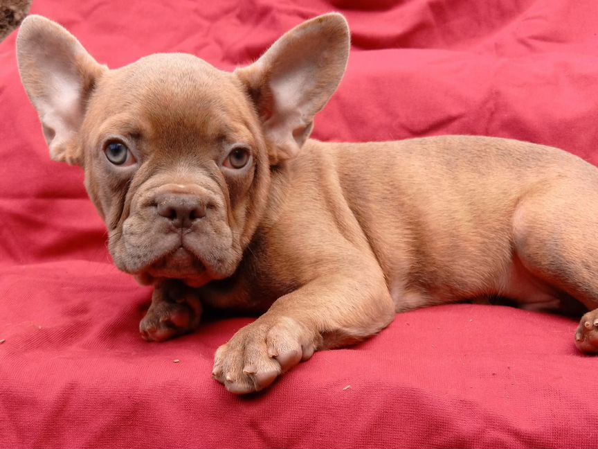 Мальчик изабелла