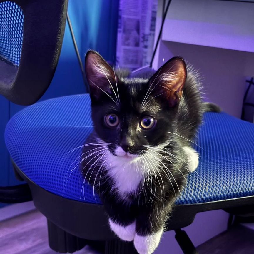 Отдам в добрые руки котенка