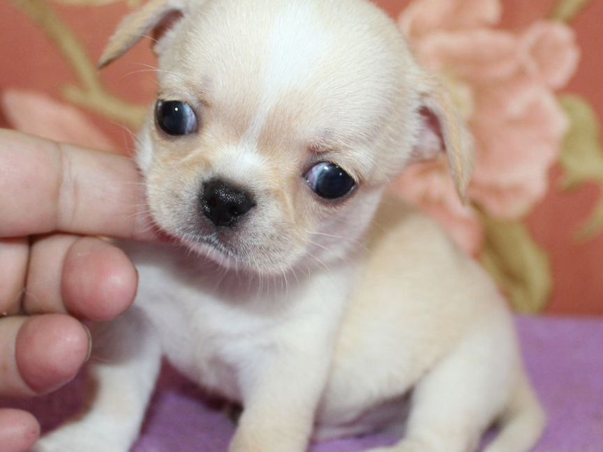 Чих миник карамельный