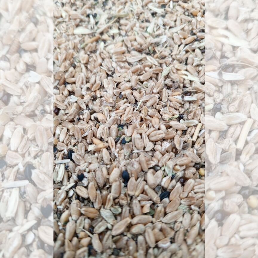 Зерноотходы пшеничные