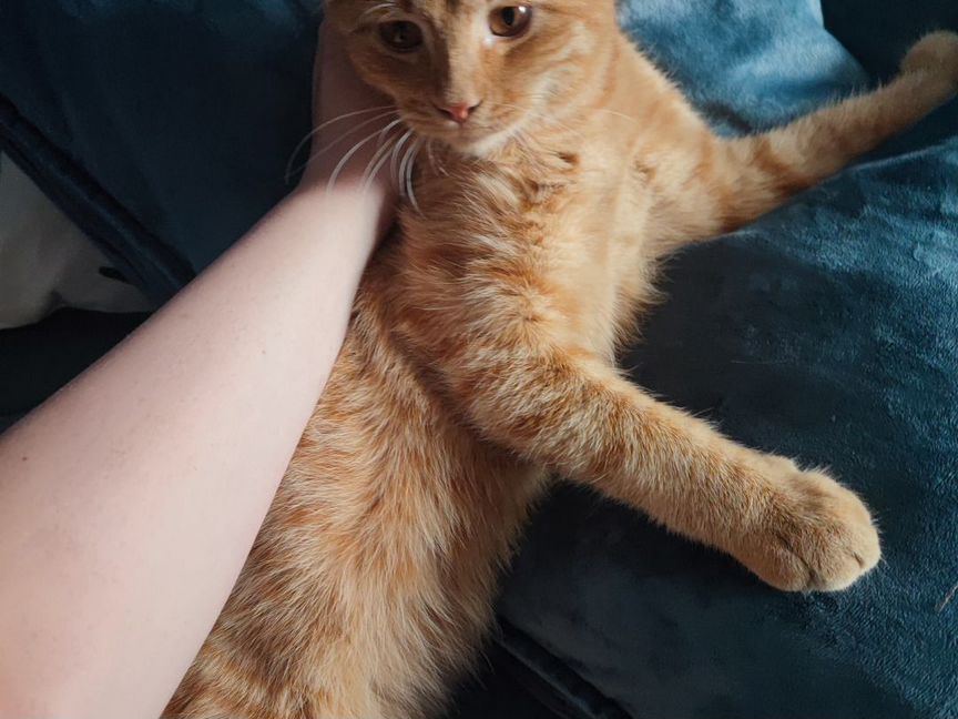 Кошка в дар бесплатно