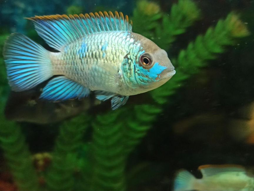 Наннакара Блю неон