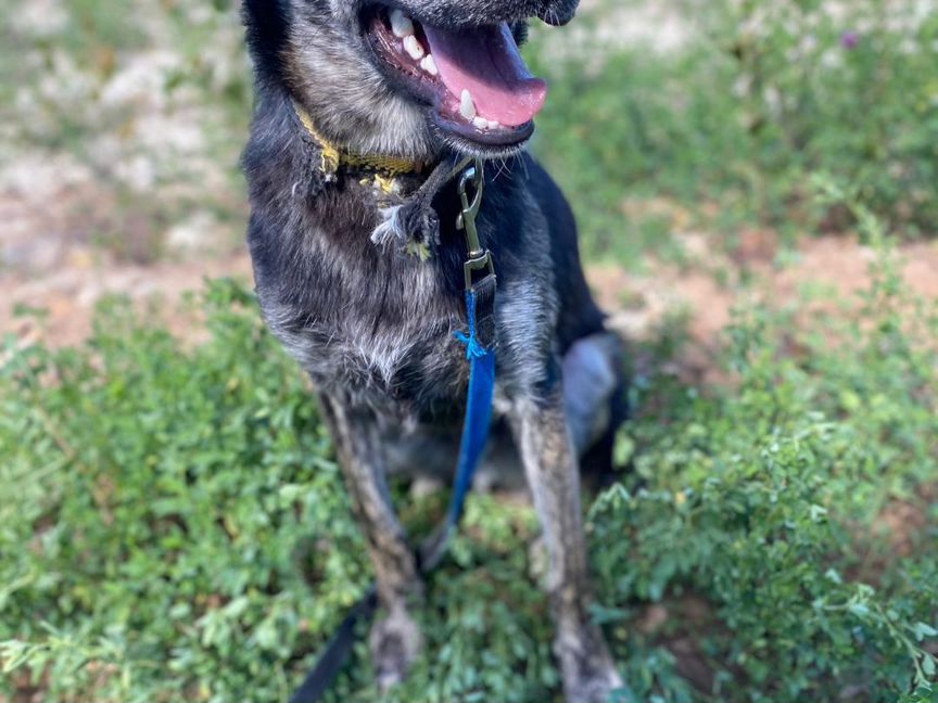 Собака Жорик