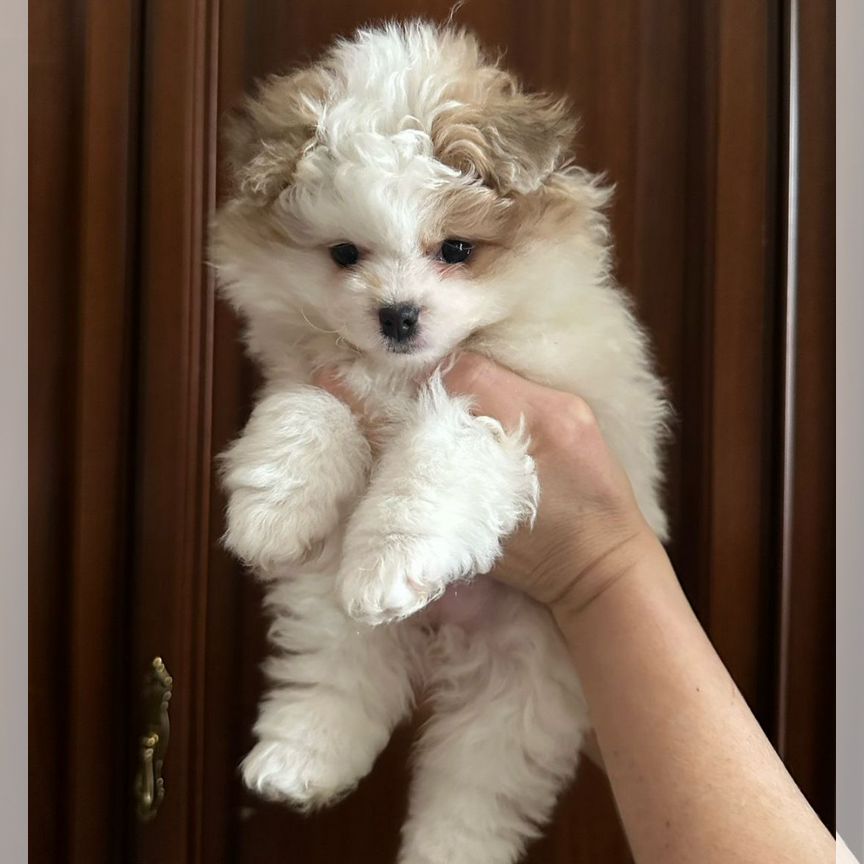 Щенки шпица