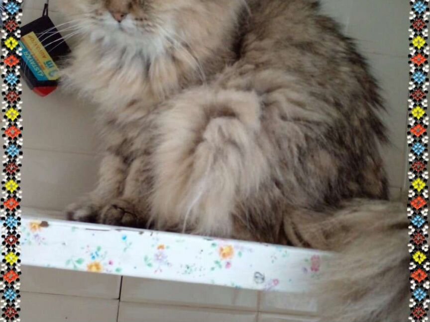 Кошка в добрые руки