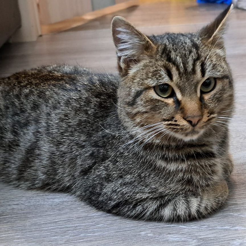 Котенок в добрые руки