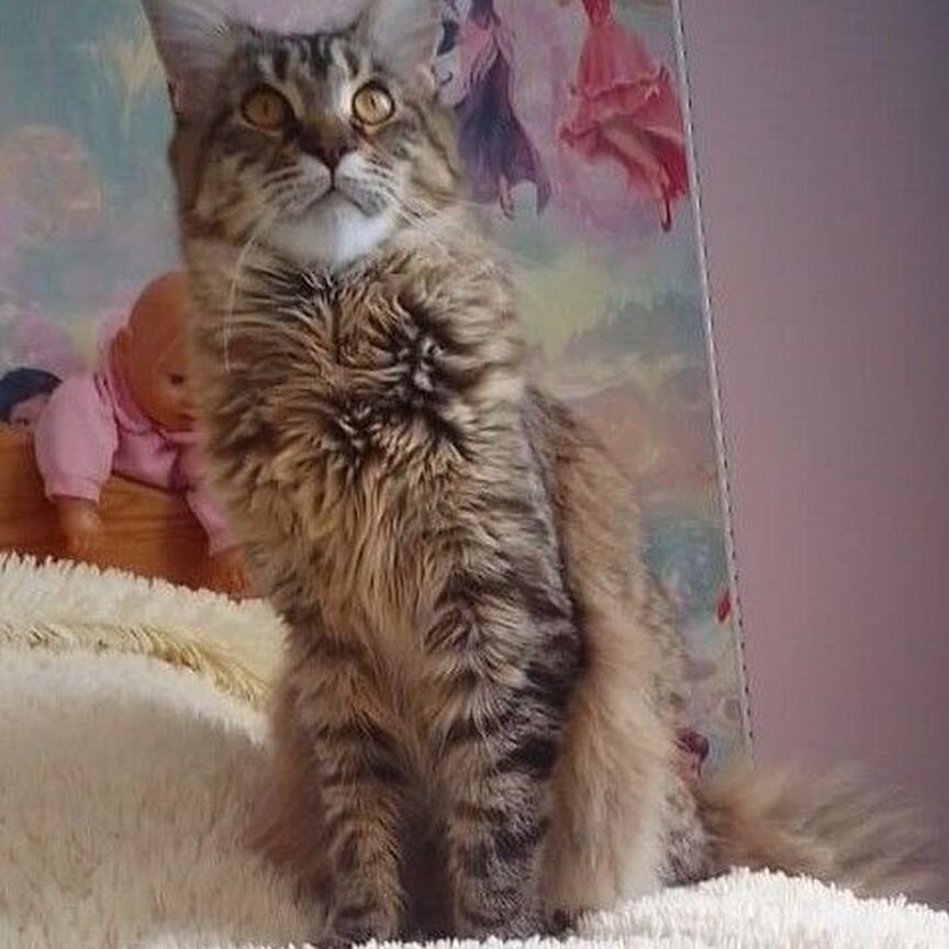 Кошка мейн-кун бесплатно