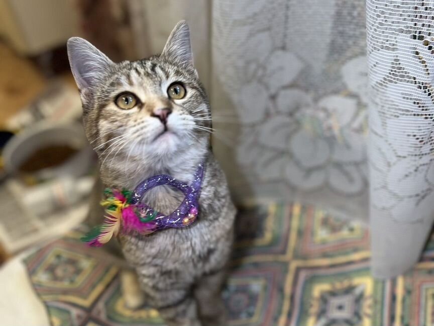 Котенок 5 месяцев кошка рыжеватая Стрекоза