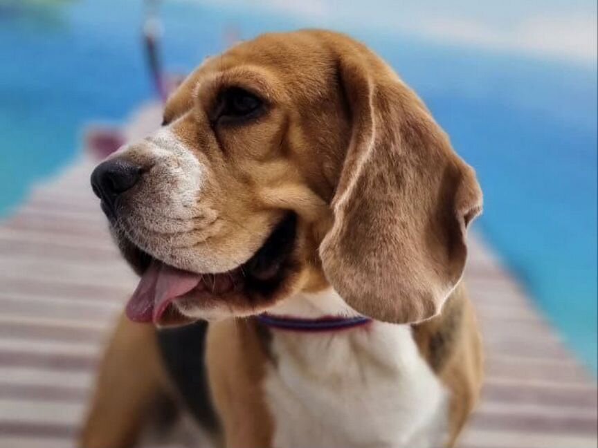 Бигль бесплатно