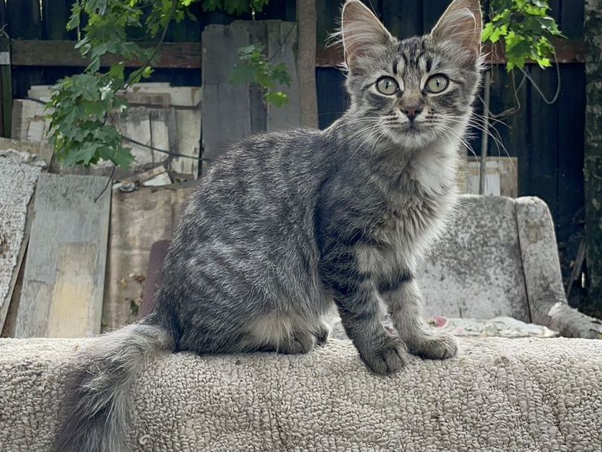 Котенок в добрые руки