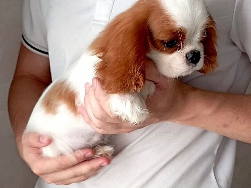 Кавалер Кинг Чарльз Спаниель