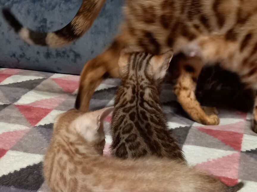 Бенгальская