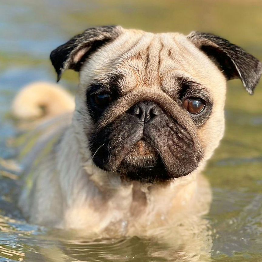 Мопс вязка нужен жених