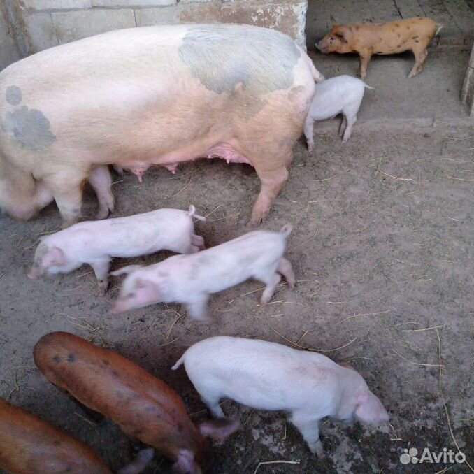 Поросенок ландрас+см1