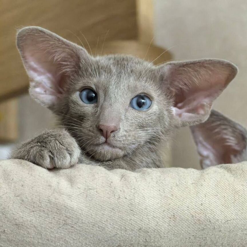 Ориентальный котёнок