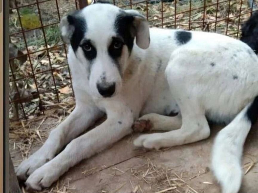 Найдена собака