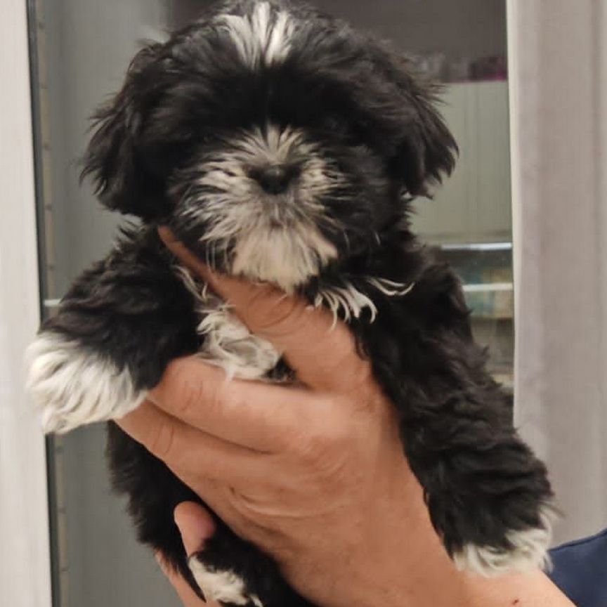 Ши-тцу, щенок