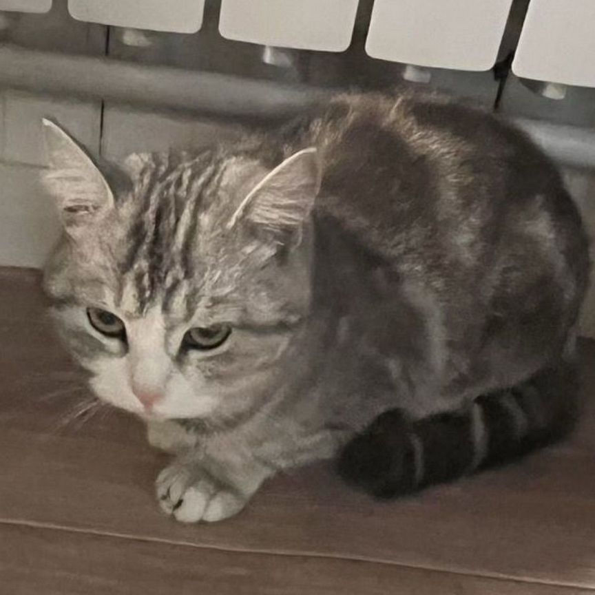 Кошка