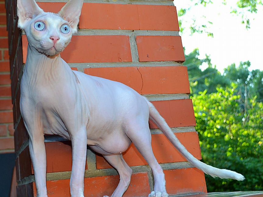 Канадский сфинкс. Котик. Дгг