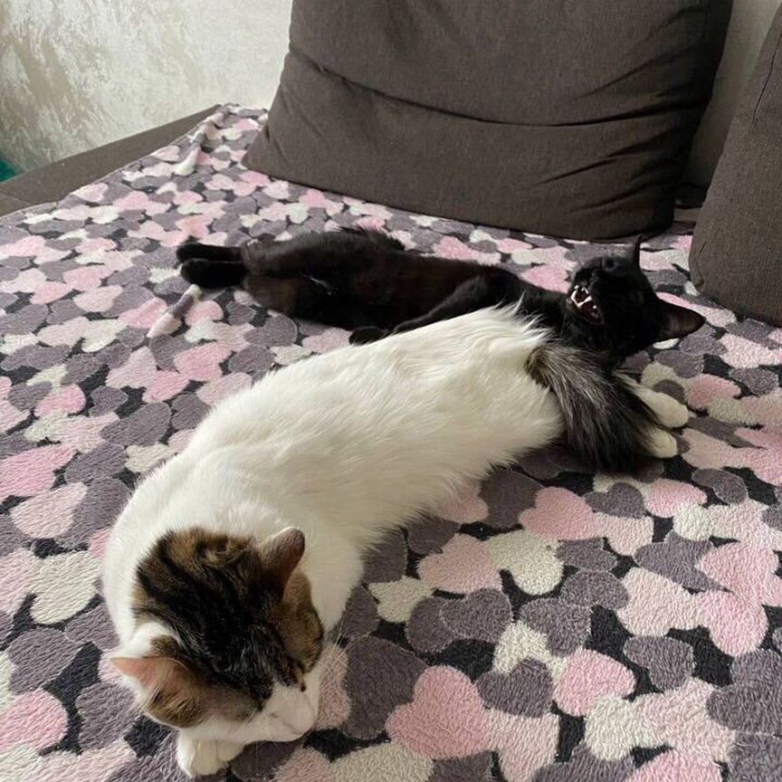 Котиков в новую семью