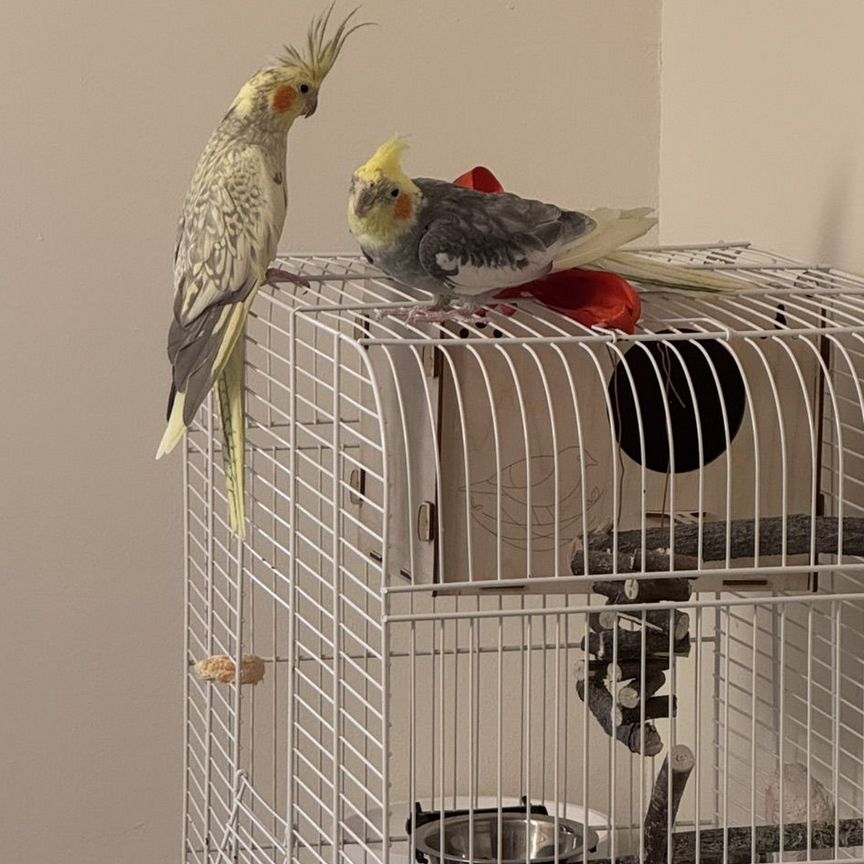 Попугай корелла мальчик